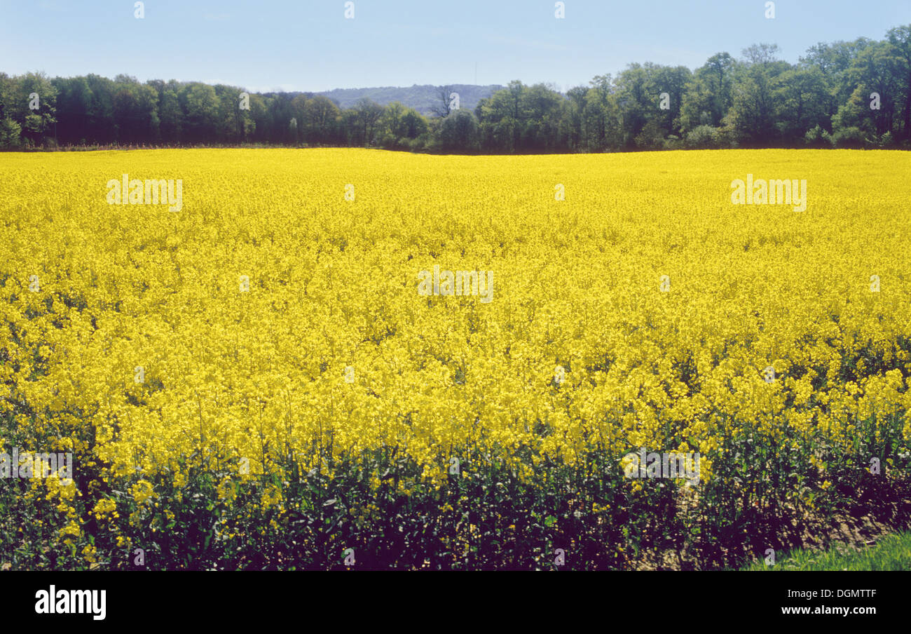 Oil seed rape farm crop uk Stock Photo - Alamy