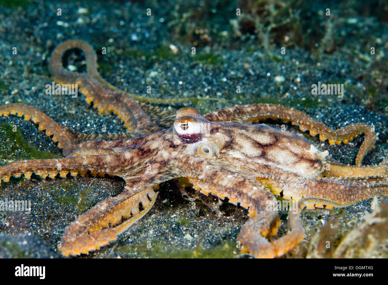 Long arm quirky hi-res stock photography and images - Alamy