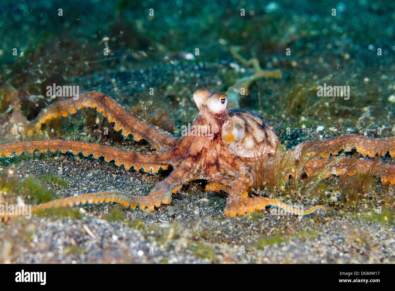 Octopus Arm Stock Photos & Octopus Arm Stock Images - Alamy
