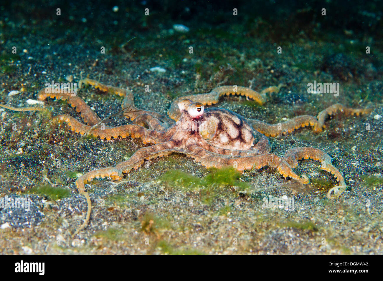 Long arm octopus hi-res stock photography and images - Alamy