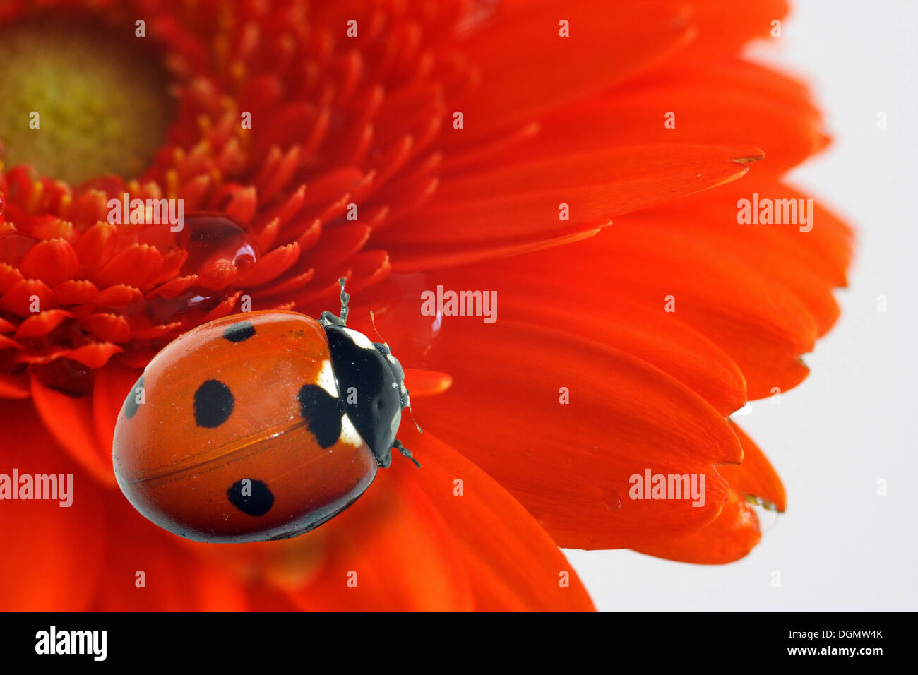 Fauna flower hi-res stock photography and images - Alamy