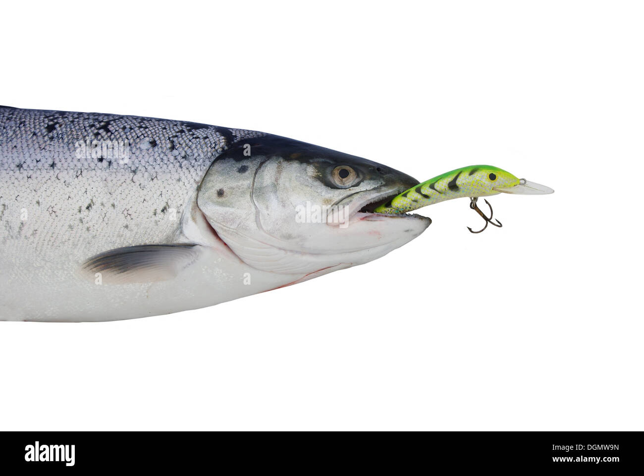 salmon from wobbler on white background Stock Photo - Alamy