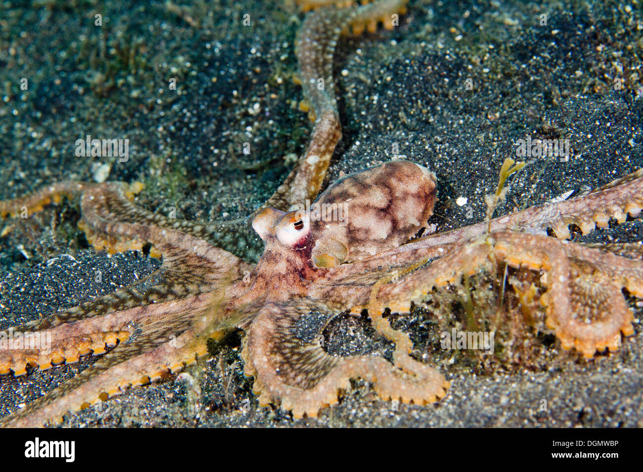 Long arm octopus hi-res stock photography and images - Alamy