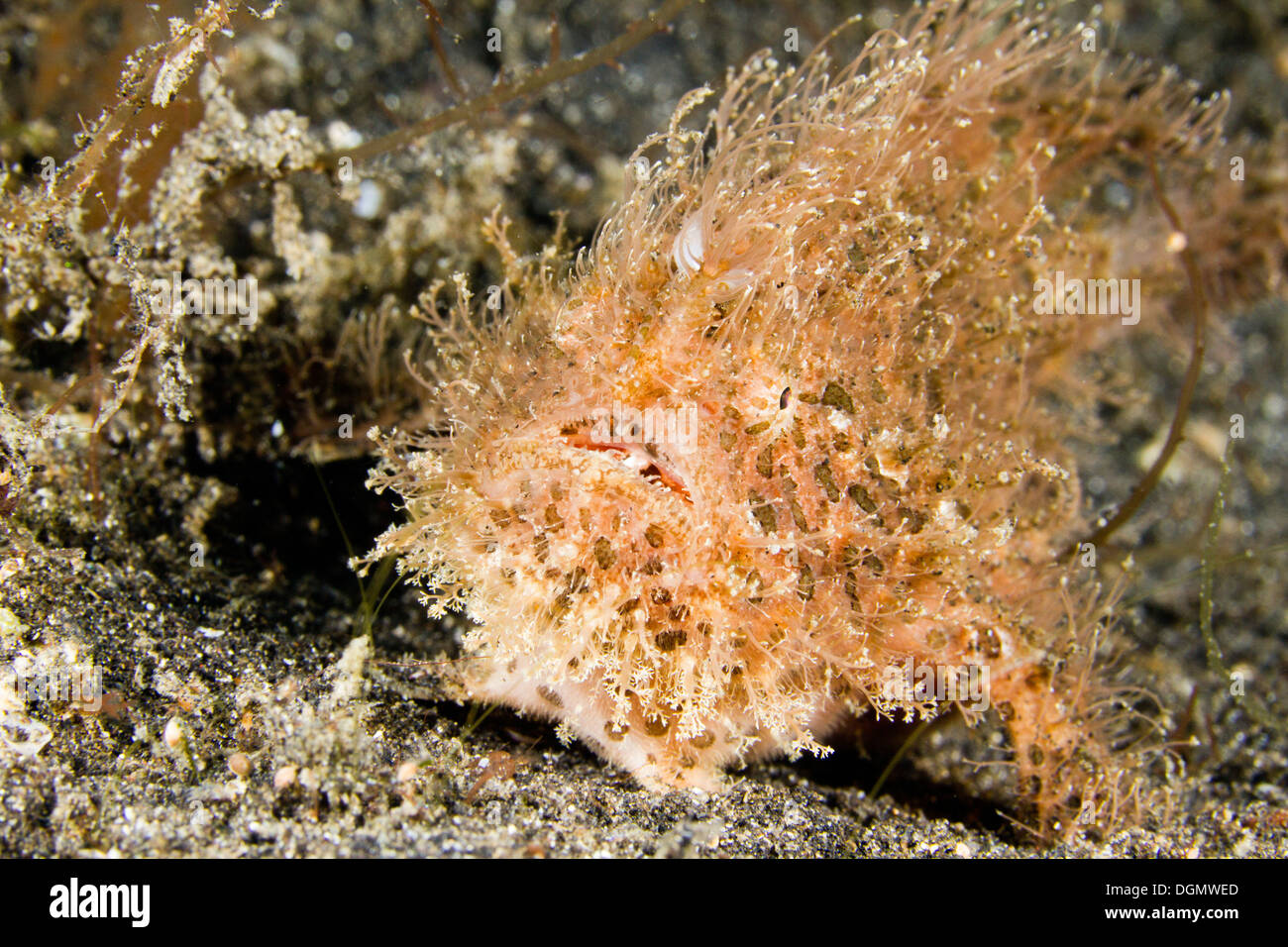 Antennarius striatus hi-res stock photography and images - Alamy