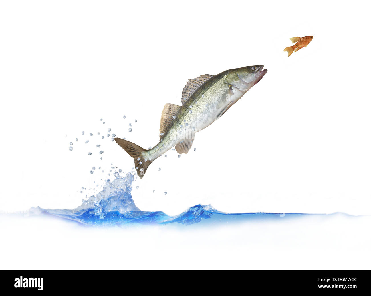 jumping out for fish zander on white background Stock Photo - Alamy
