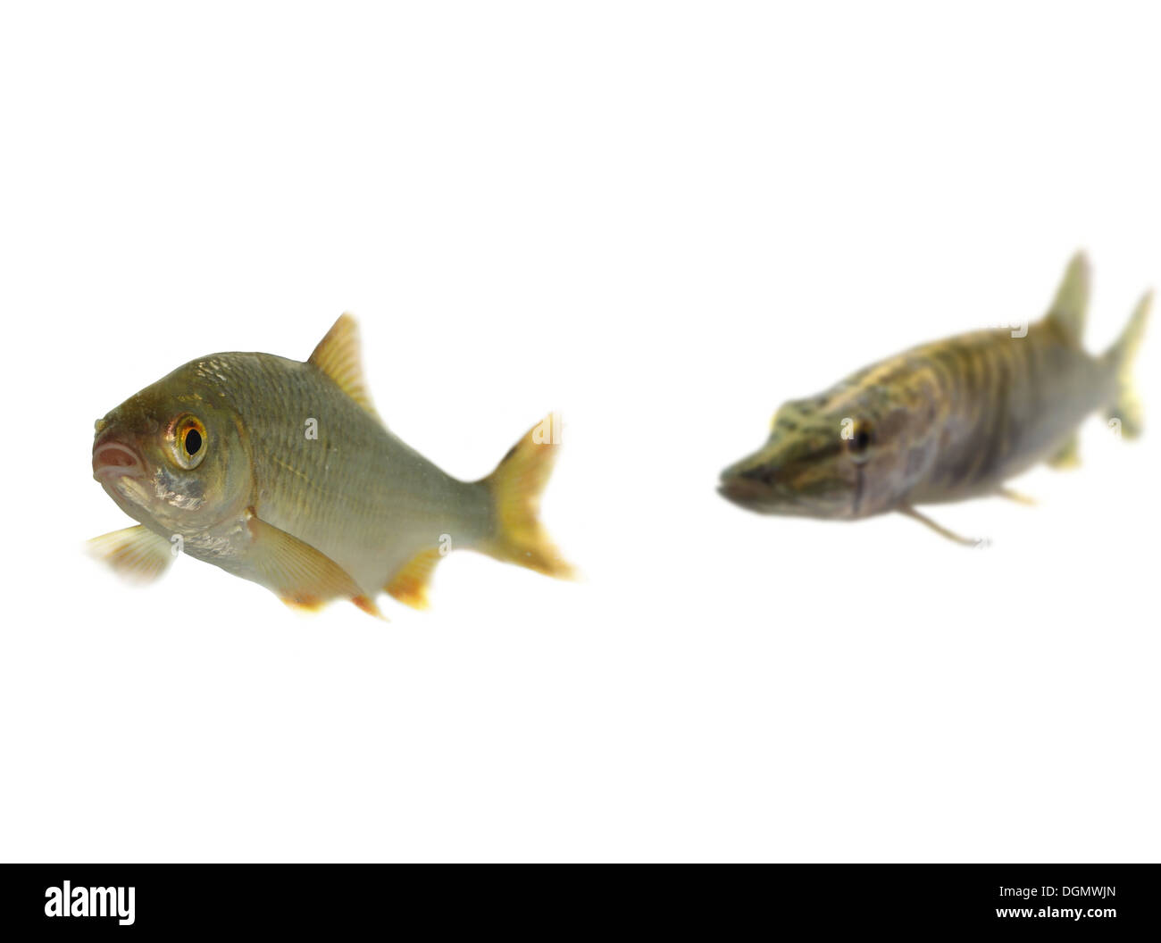 chasing on white background small roach pike Stock Photo - Alamy