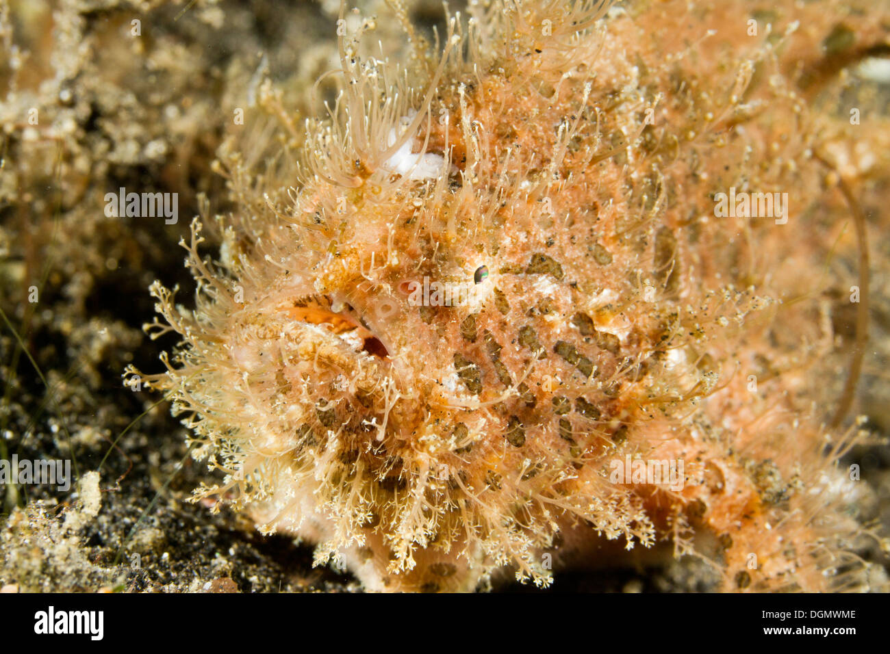 Hairy or striated frogfish - Antennarius striatus, Lembeh Strait ...
