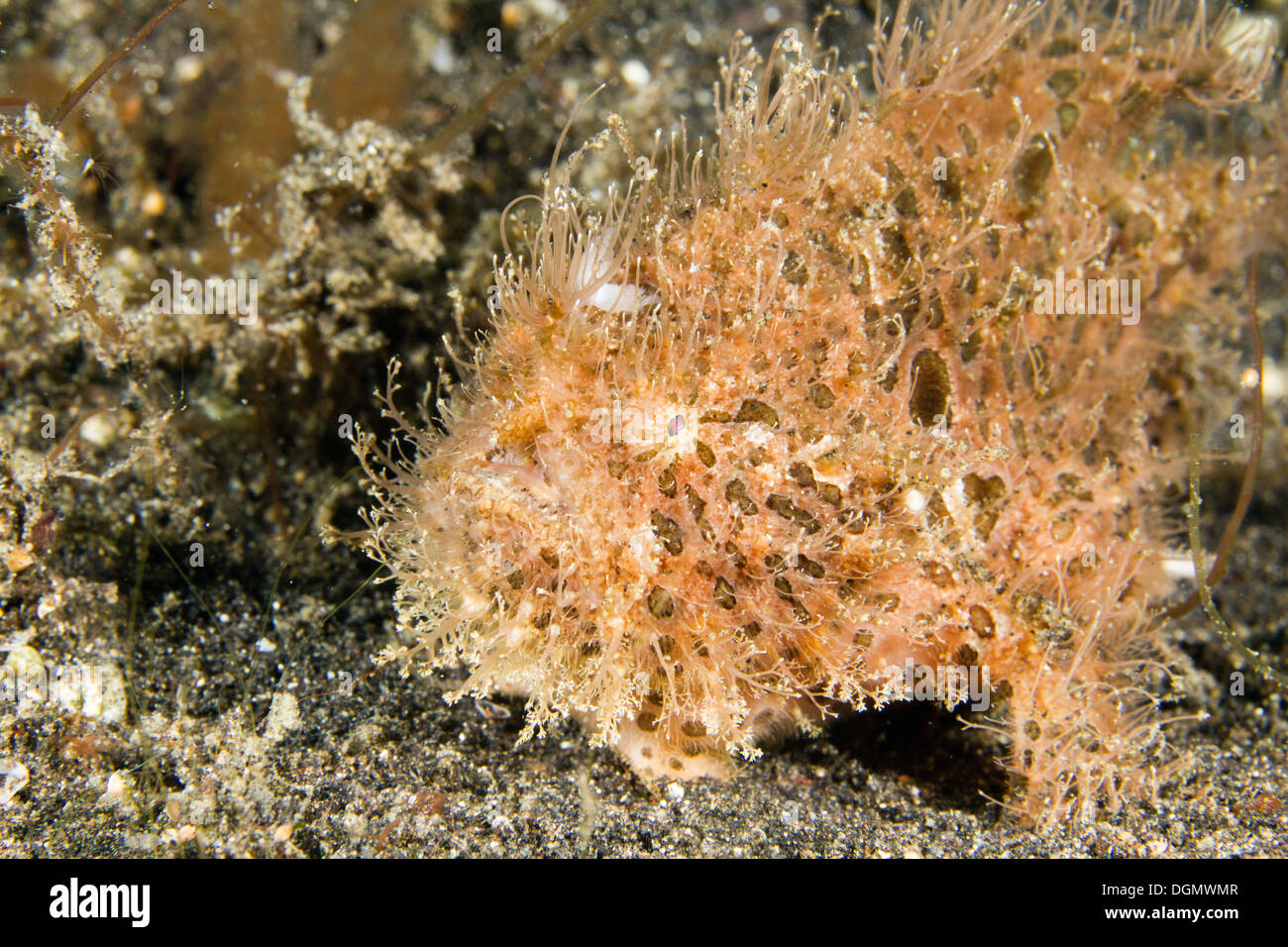 Hairy or striated frogfish - Antennarius striatus, Lembeh Strait ...