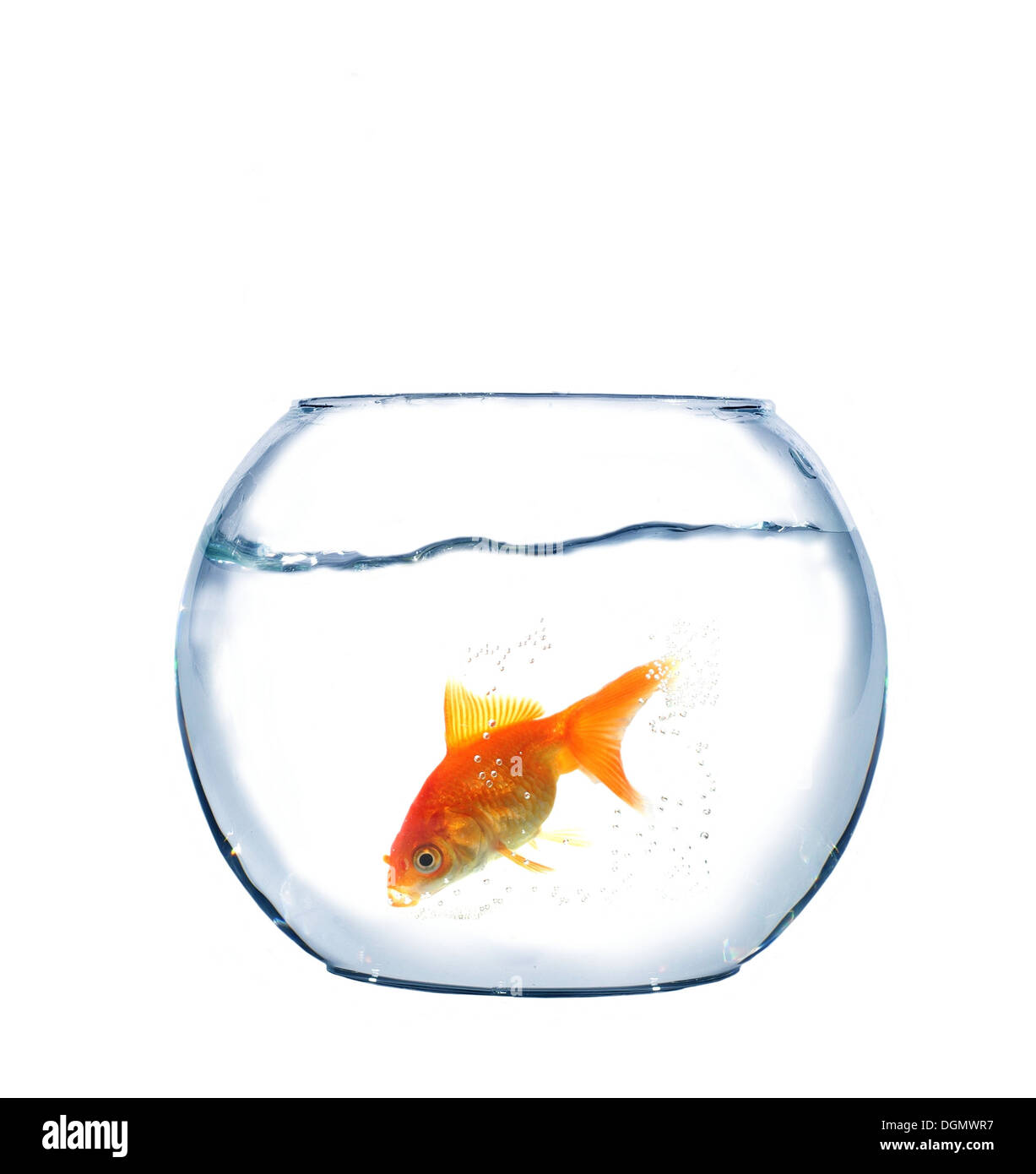 Fish in clean clear Cut Out Stock Images & Pictures - Alamy