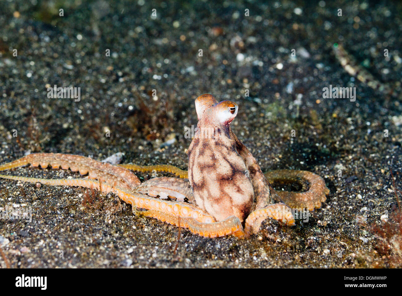 Long arm octopus hi-res stock photography and images - Alamy