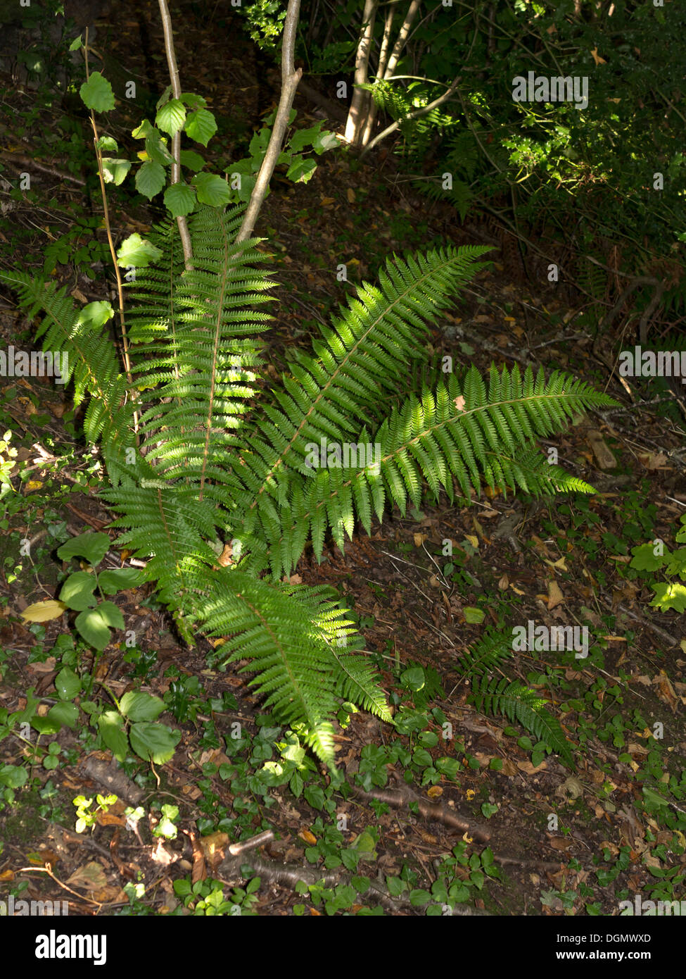 A single woodland fern in dappled light on a forest floor covered with ...