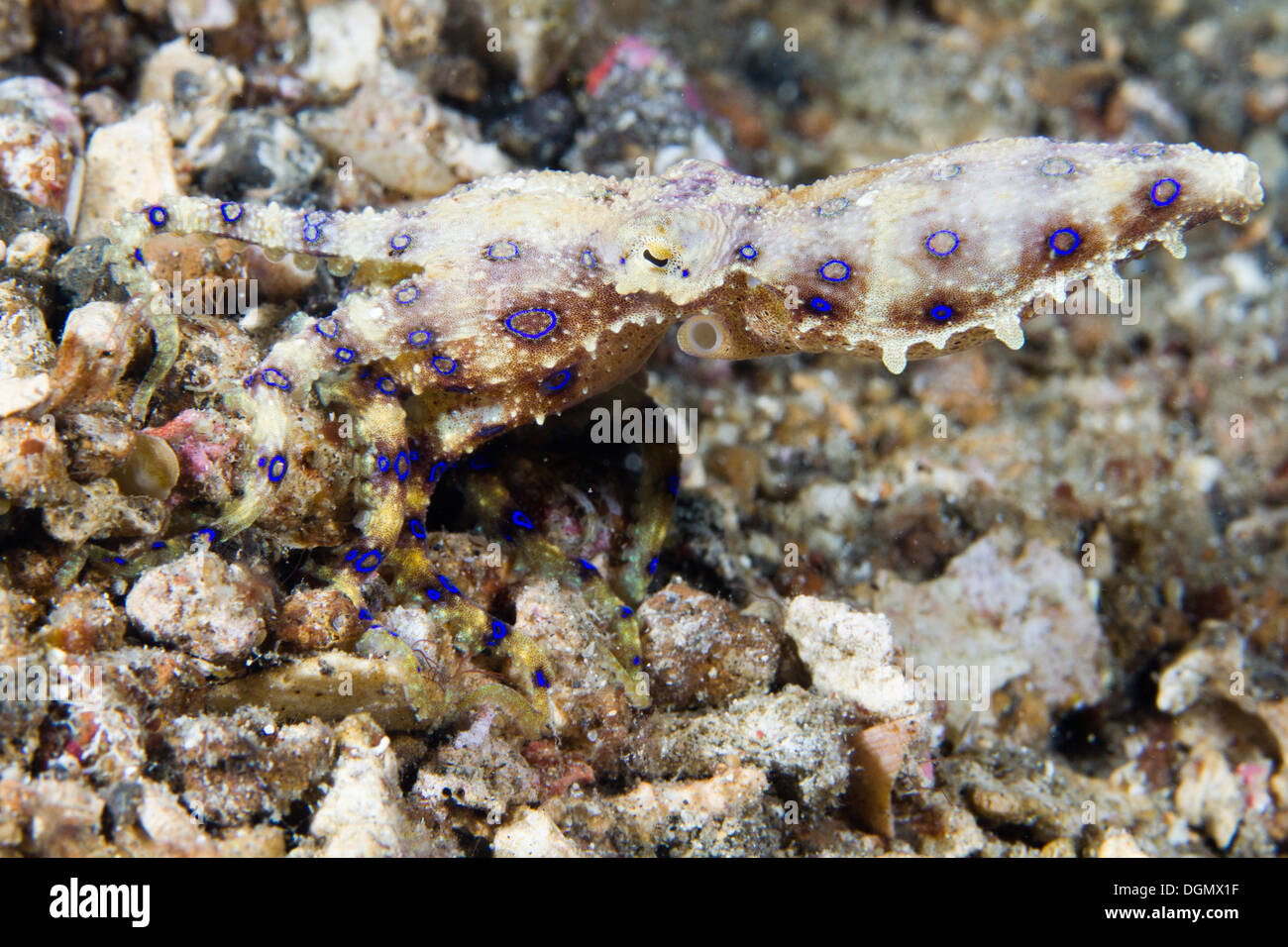 Blue ringed octopus - Hapalochlaena sp. Lembeh Strait, Sulawesi ...