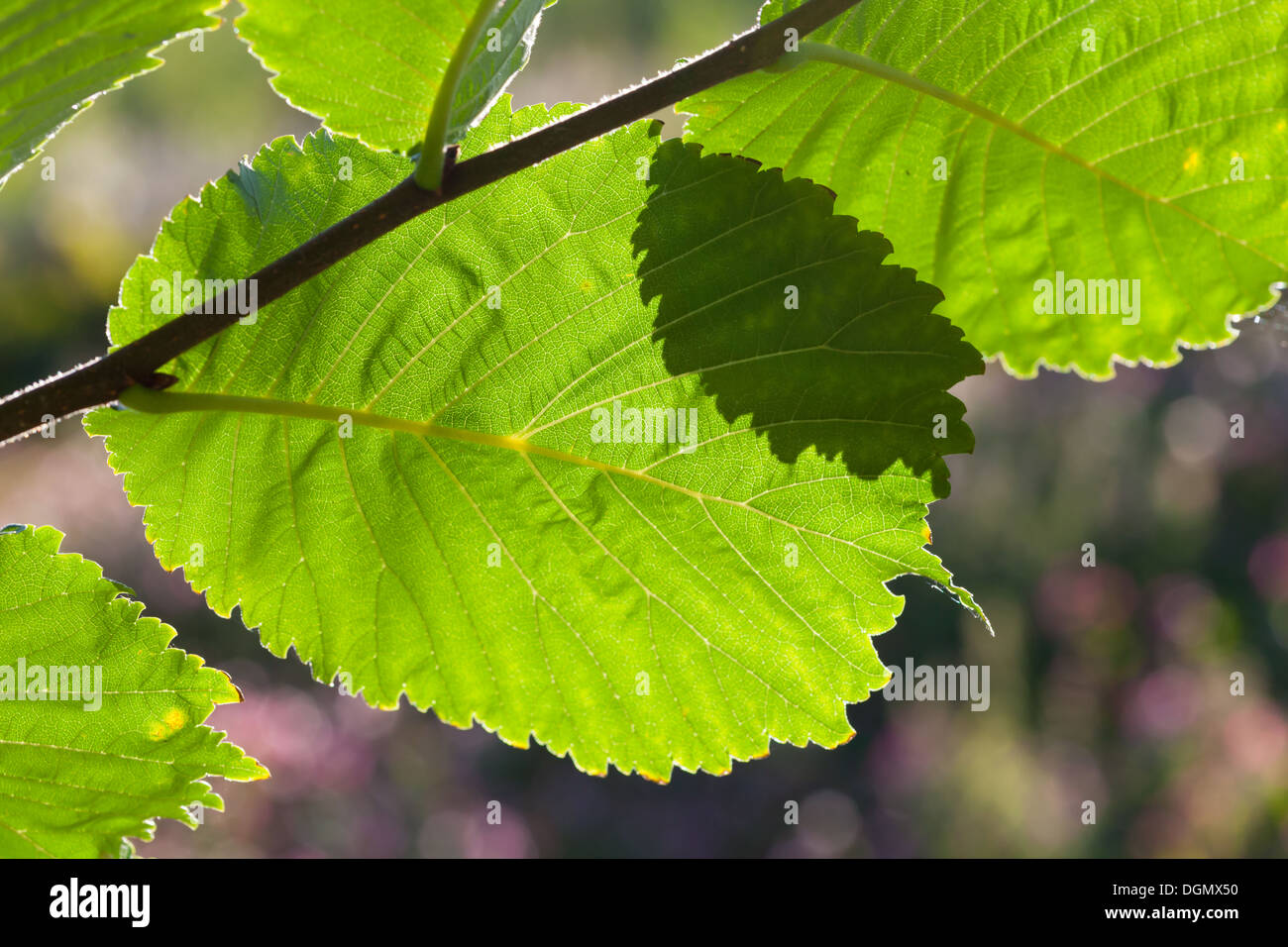 Shapes and colors of leaves hi-res stock photography and images - Alamy