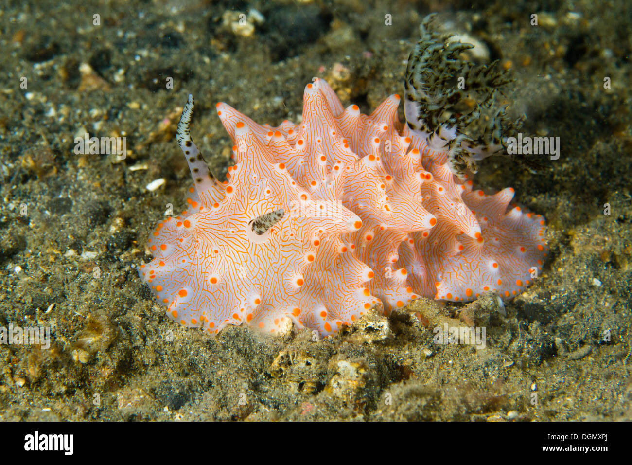Halgerda batangas/malesso nudibranch, Lembeh Strait, Indonesia Stock ...