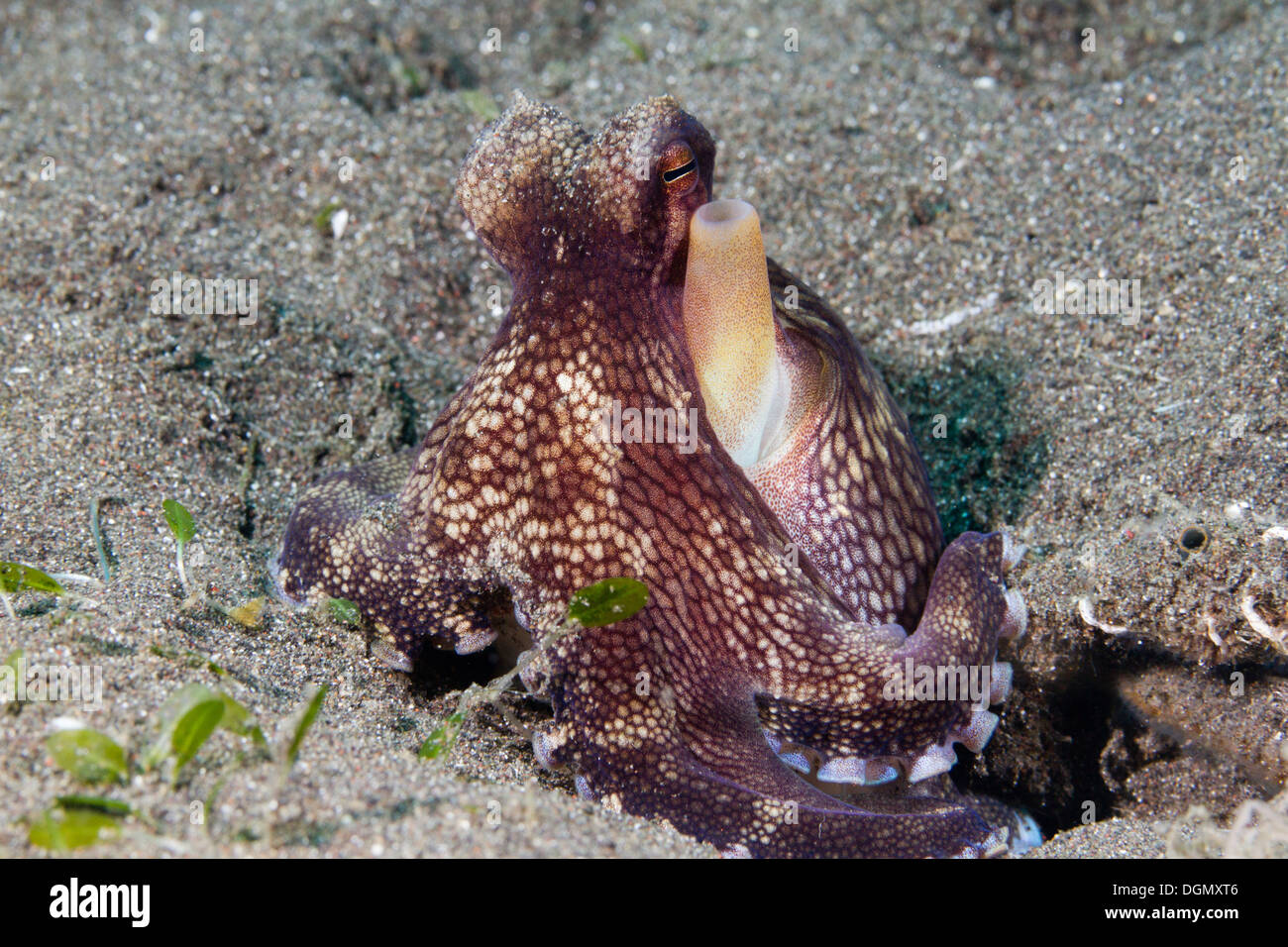 Coconut octopus - Amphioctopus marginatus, Lembeh Strait, Indonesia ...