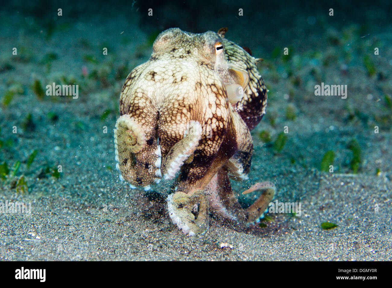 Coconut octopus - Amphioctopus marginatus, showing bipedal motion ...