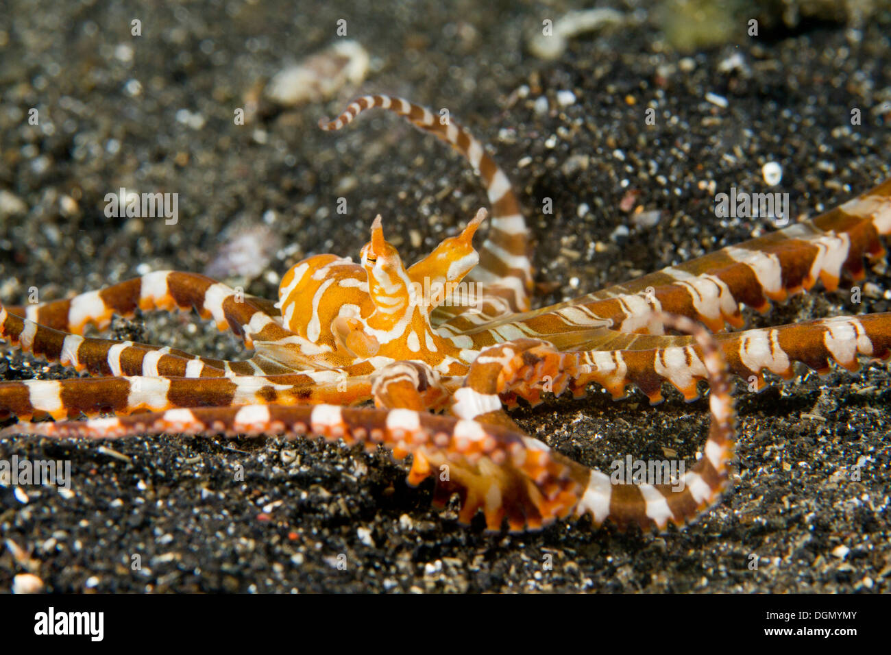 Wonderpus - Wunderpus photogenicus, Lembeh Strait, Indonesia Stock ...