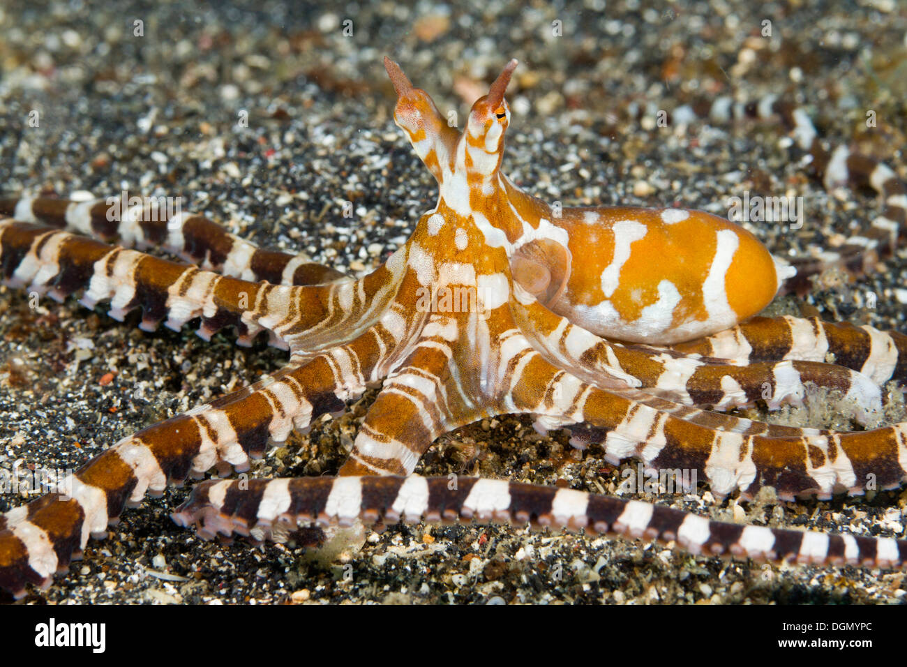 Wonderpus wunderpus photogenicus hi-res stock photography and images ...