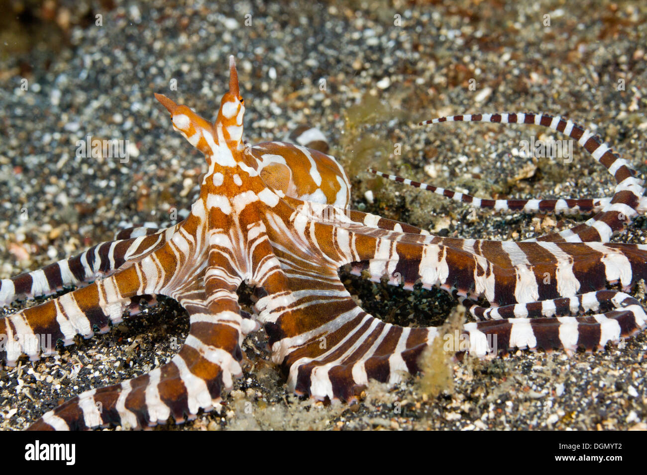Wonderpus octopus wunderpus photogenicus hi-res stock photography and ...