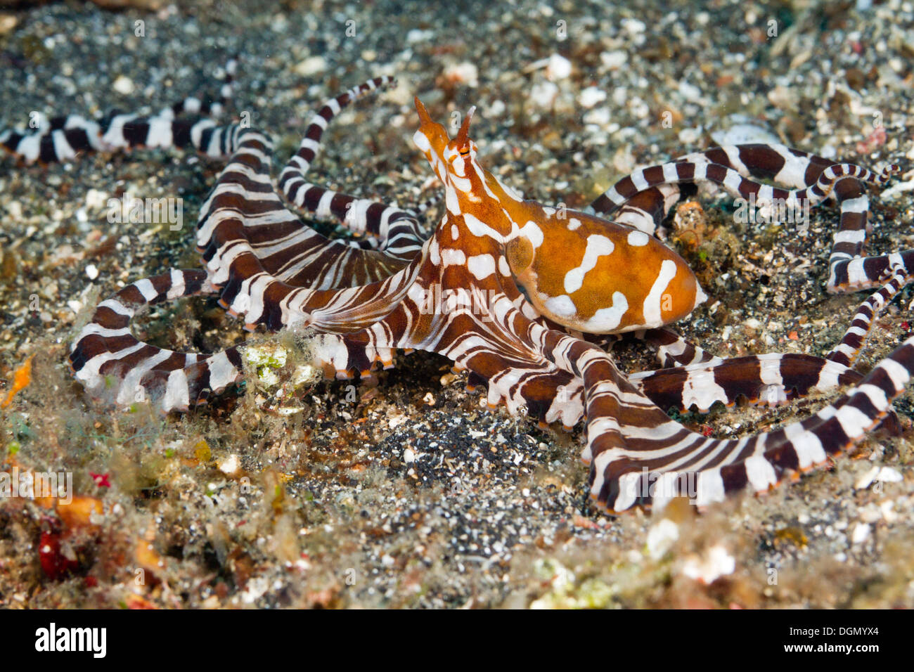 Wonderpus - Wunderpus photogenicus, Lembeh Strait, Indonesia Stock ...