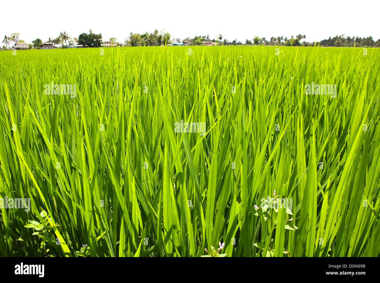 Paddy Rice Fields Stock Photo - Alamy
