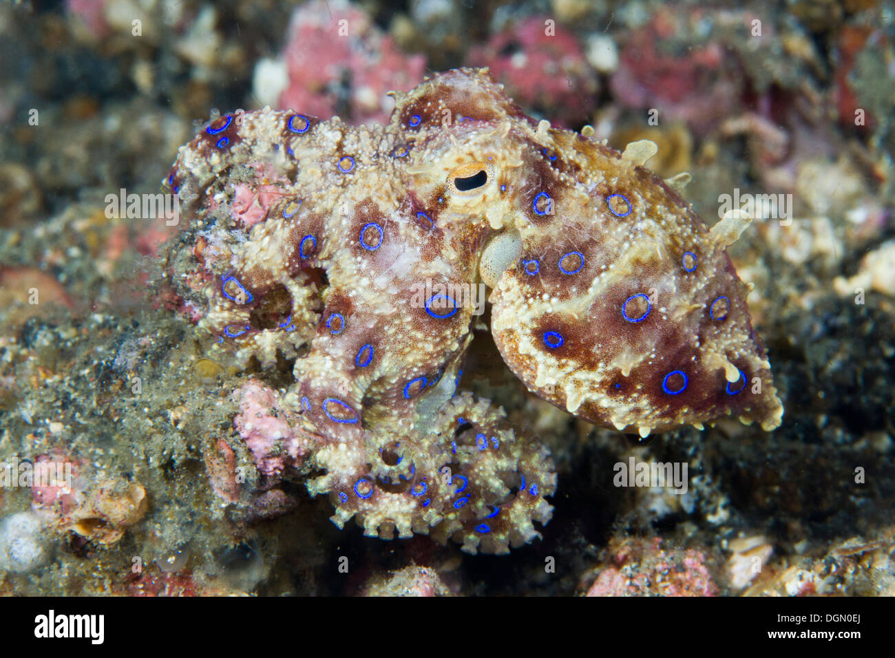 Blue ringed octopus - Hapalochlaena sp. Lembeh Strait, Sulawesi ...