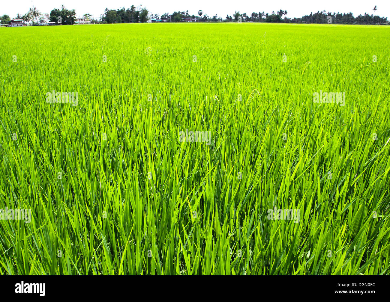 Paddy Rice Fields Stock Photo - Alamy