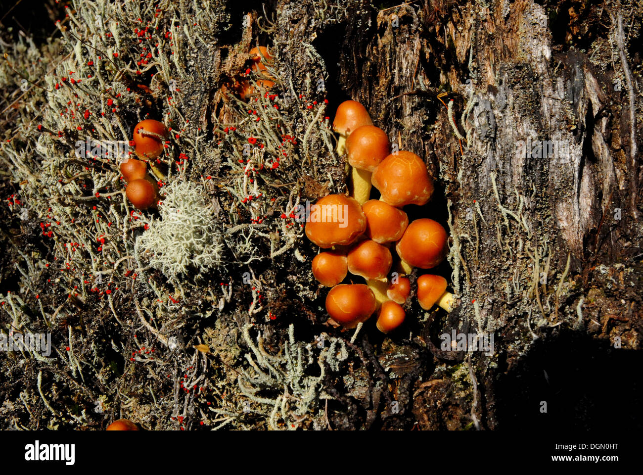Fungi funghi hi-res stock photography and images - Alamy
