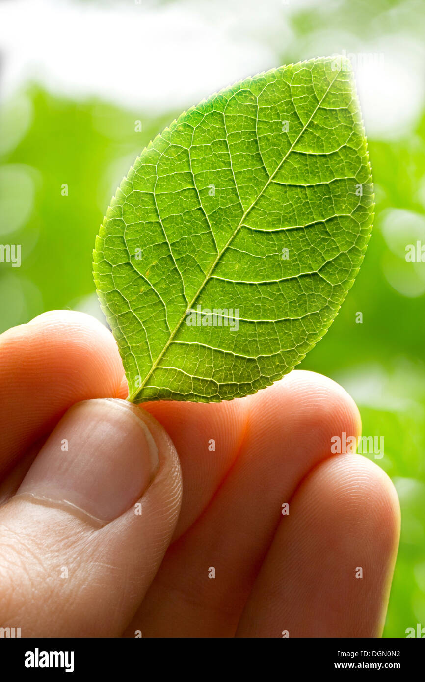 Leaf and hand hi-res stock photography and images - Alamy