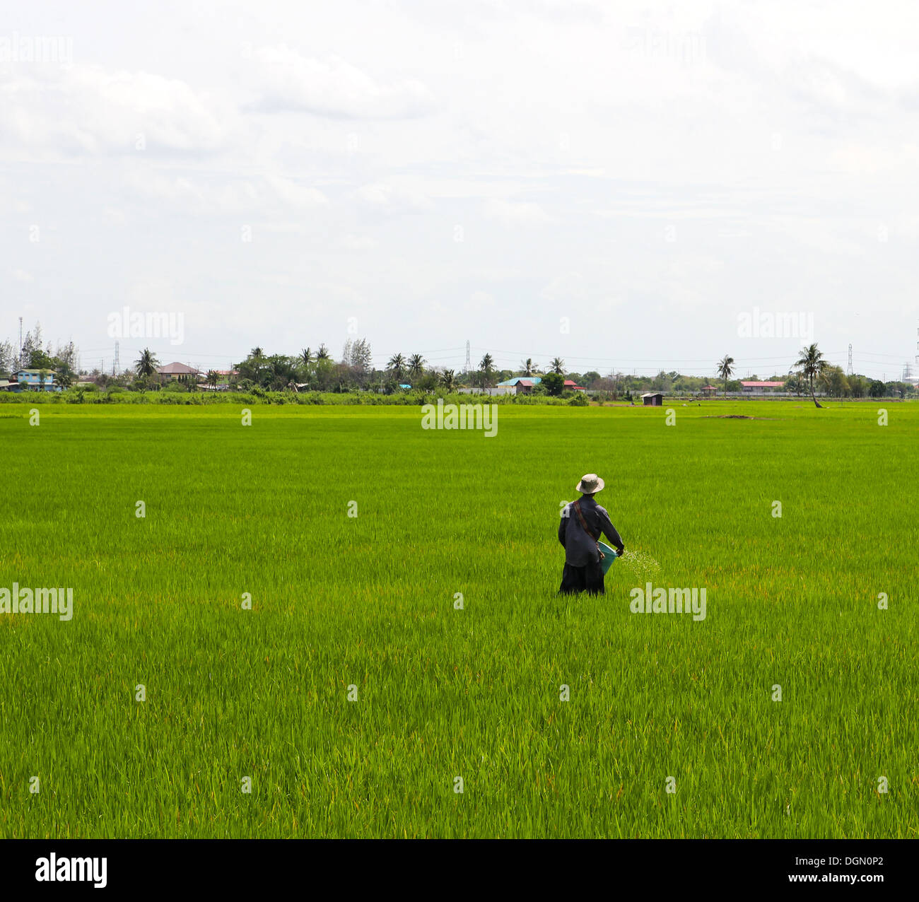 Paddy Rice Fields Stock Photo - Alamy