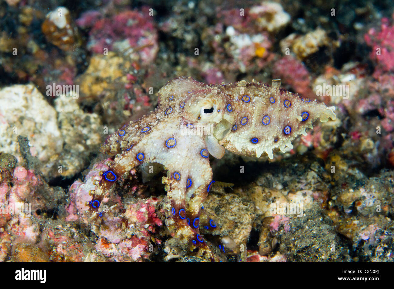 Blue ringed octopus - Hapalochlaena sp. Lembeh Strait, Sulawesi ...
