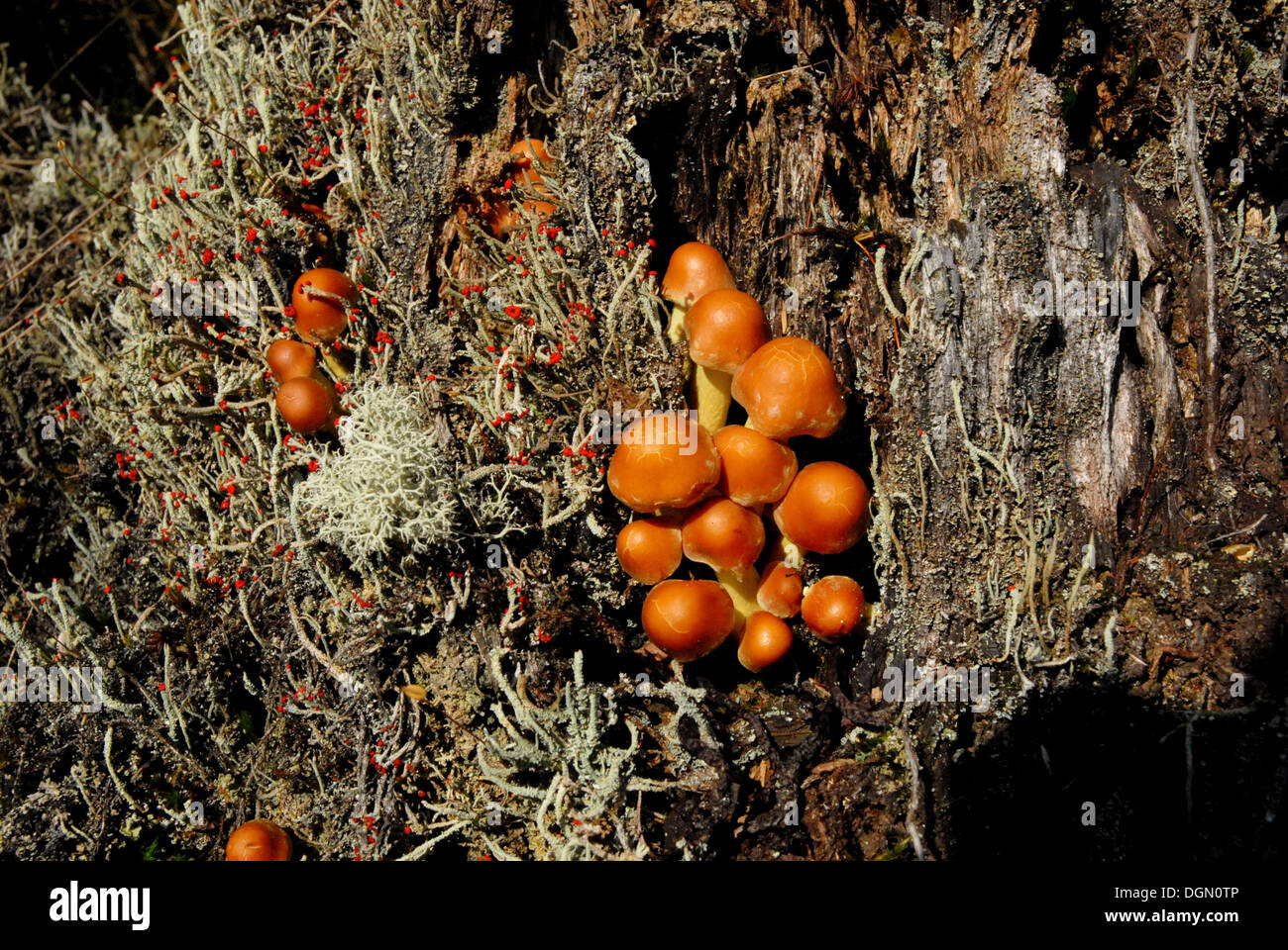 Fungi funghi hi-res stock photography and images - Alamy