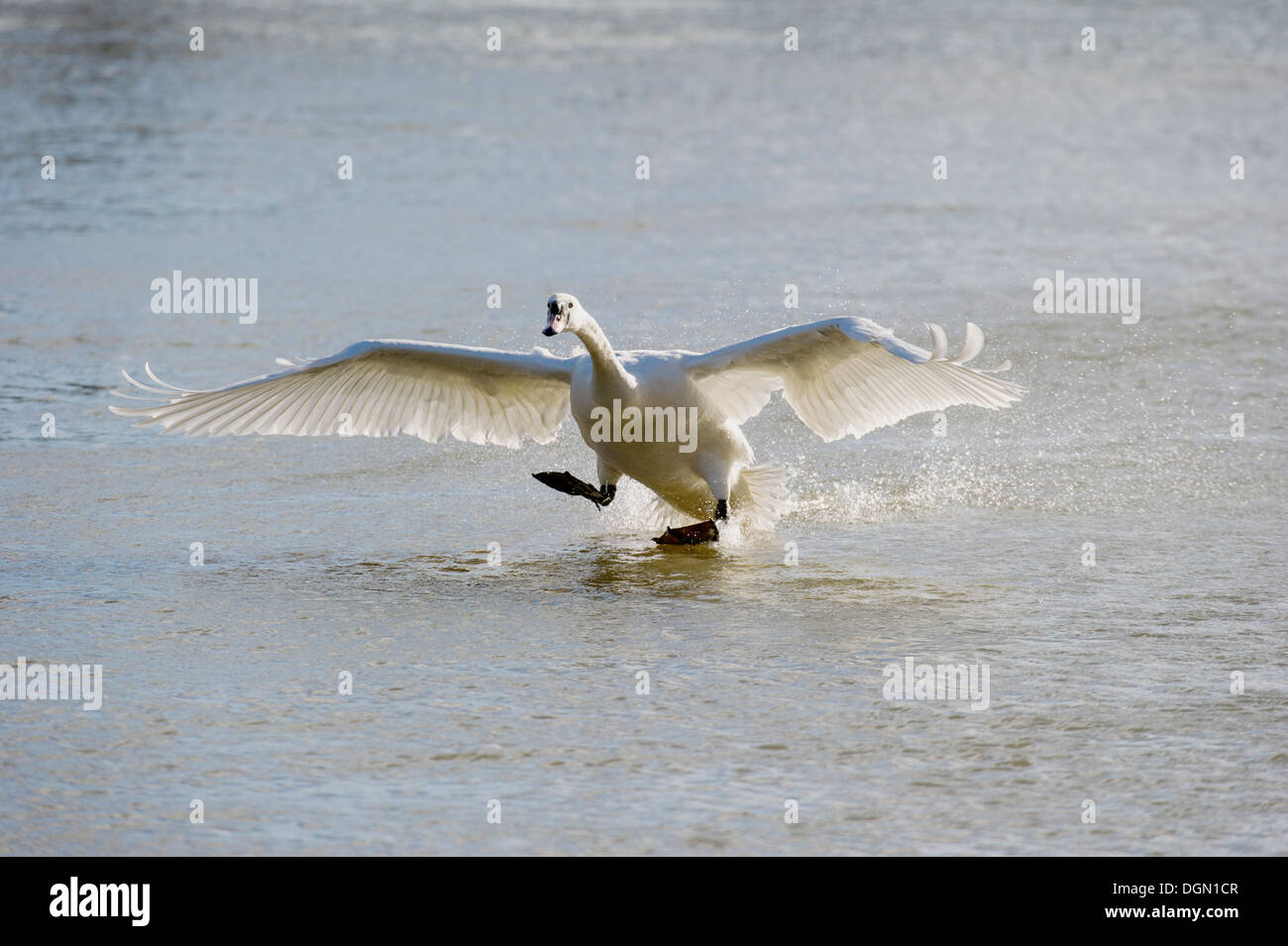 Swan landing on water Stock Photo - Alamy