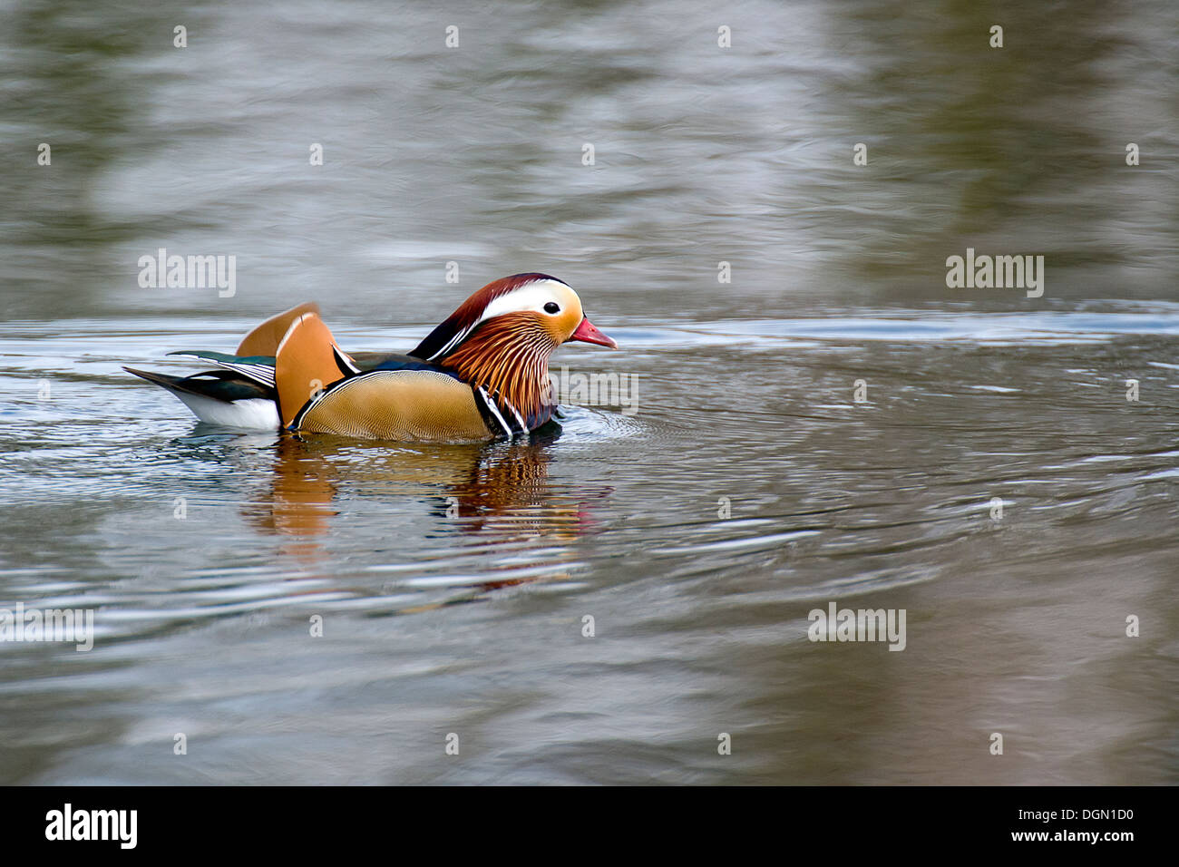 Mandarin duck, male Stock Photo - Alamy