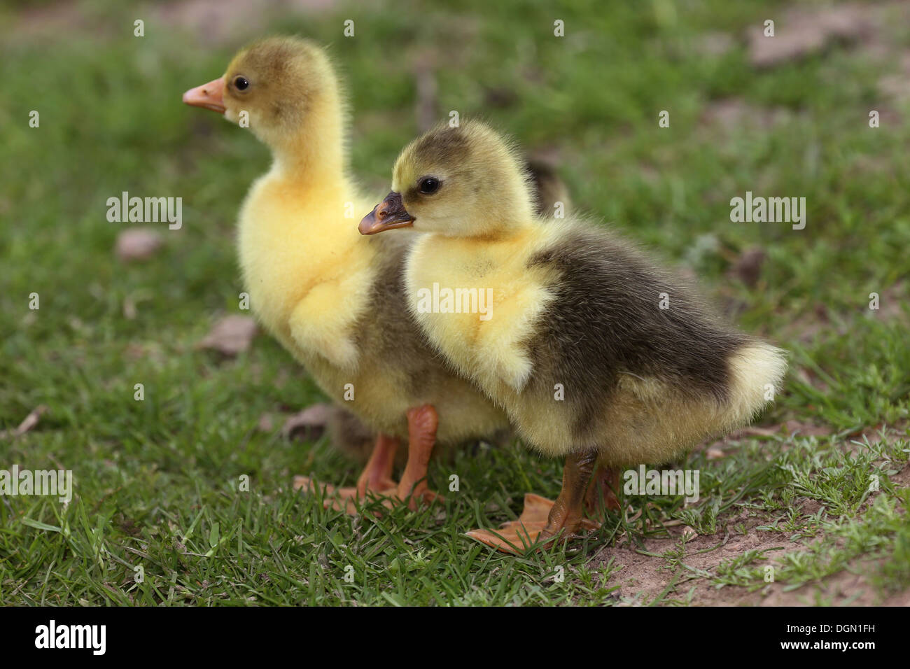 Resplendent birds hi-res stock photography and images - Alamy