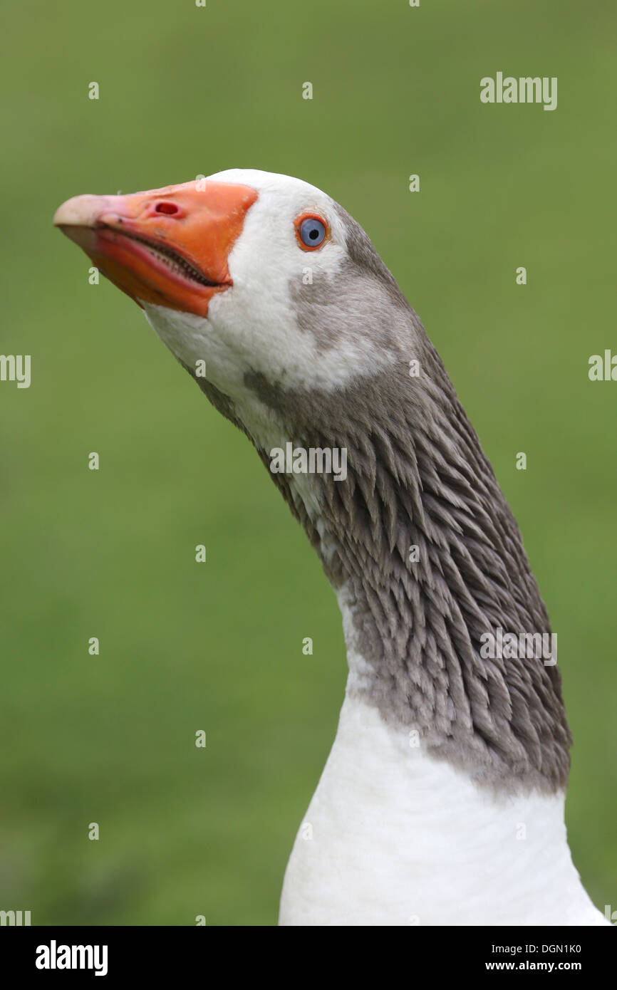 Poultry farm germany hi-res stock photography and images - Alamy