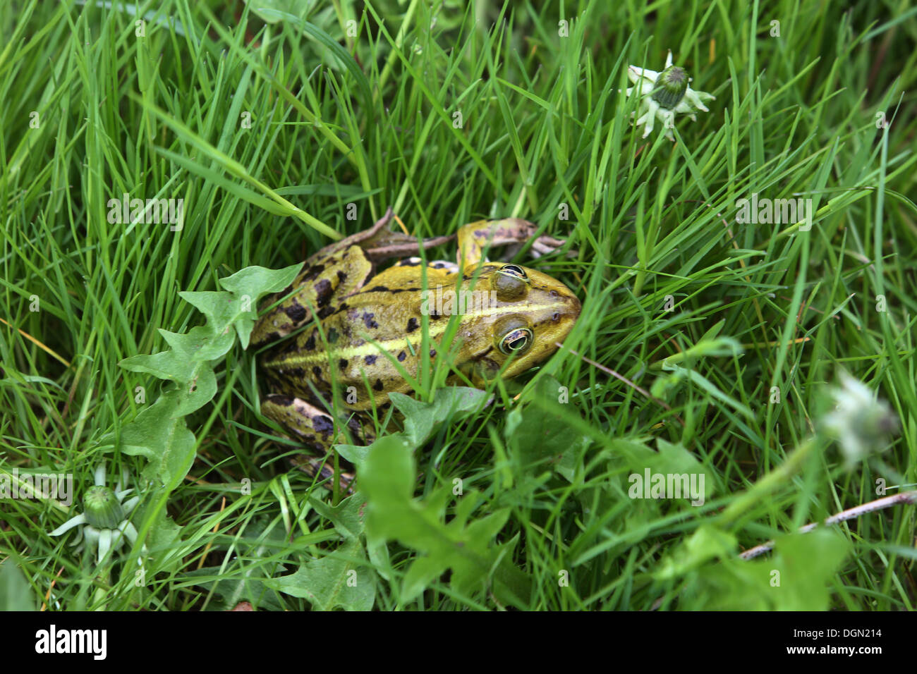 Flaunting village pond hi-res stock photography and images - Alamy