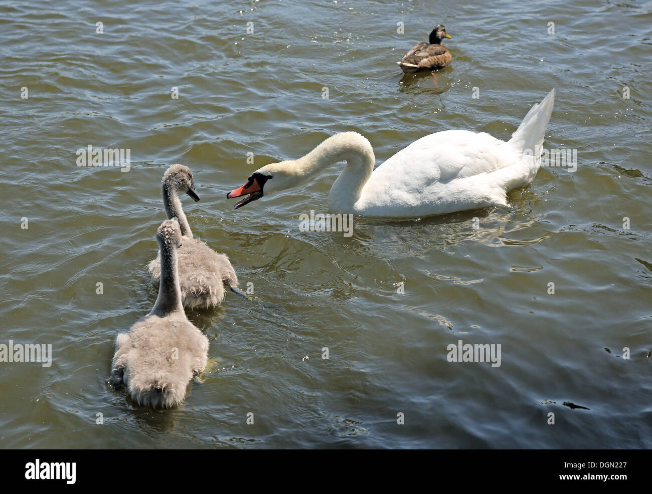 Swan chicks hi-res stock photography and images - Alamy