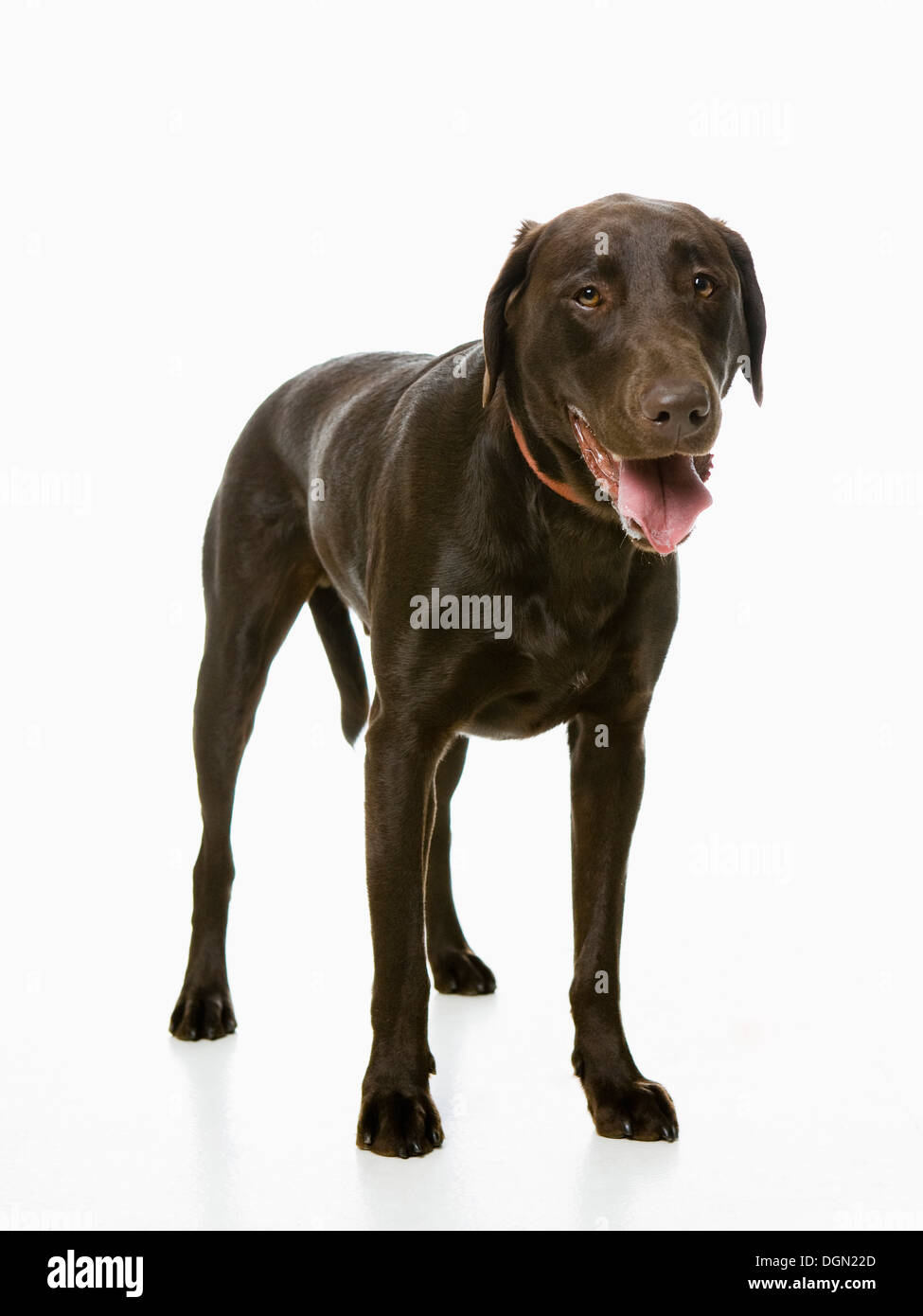Portrait chocolate labrador dog Cut Out Stock Images & Pictures - Alamy