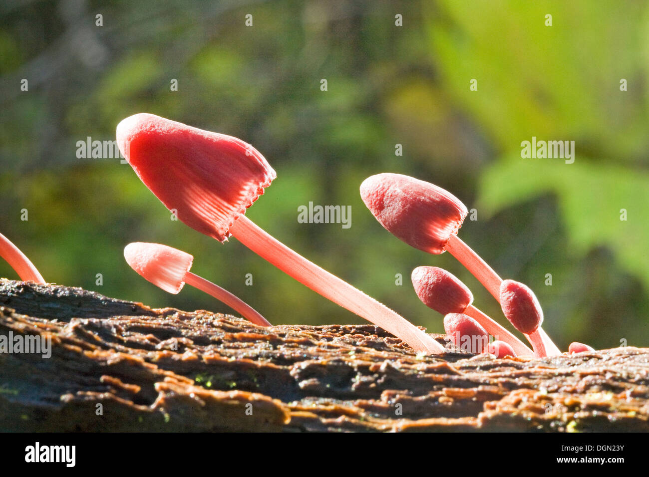 Mycena haematopus, called the bleeding mycena, a tiny wild mushroom ...