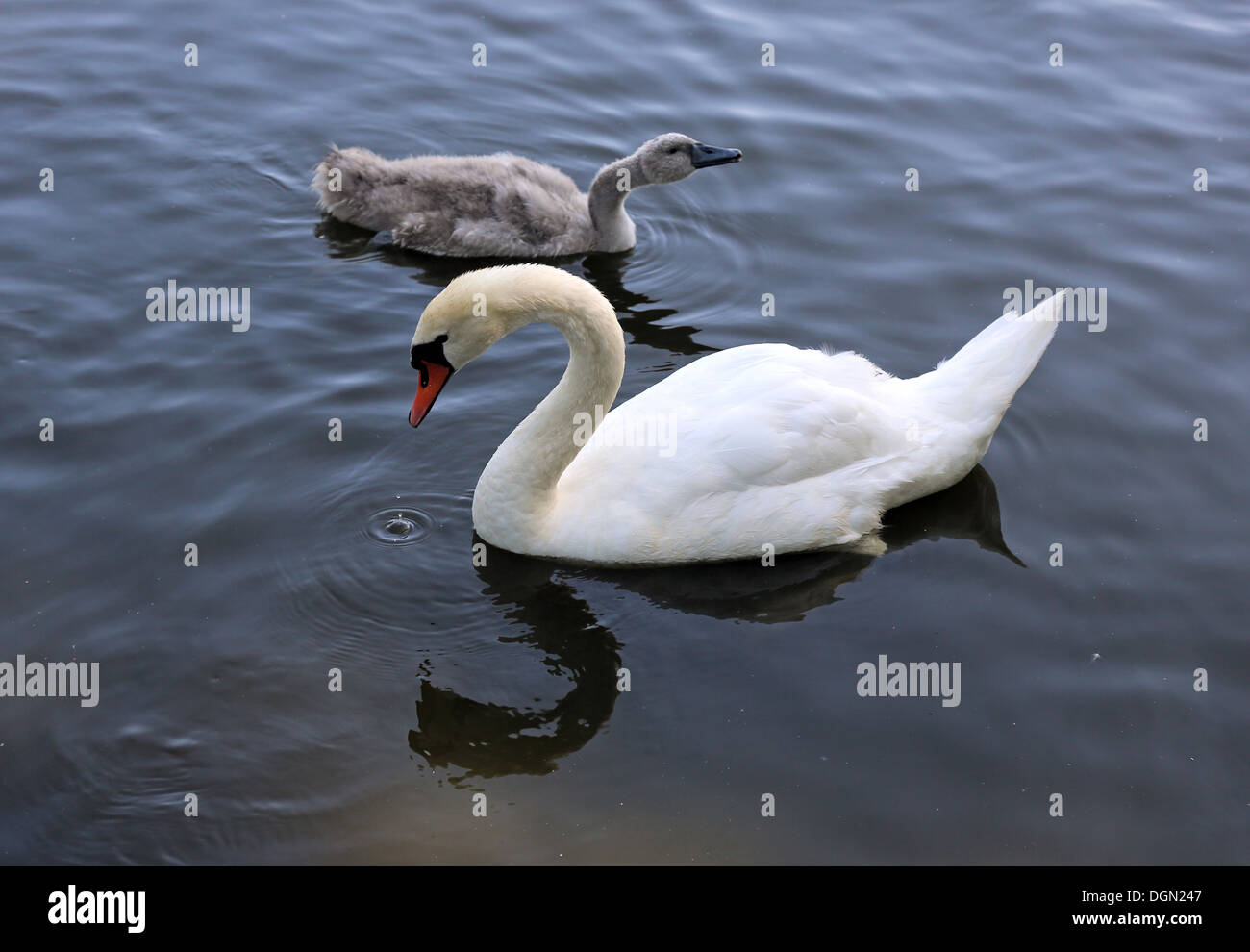 Stralsund, Germany, Mute Swan with chicks Stock Photo - Alamy