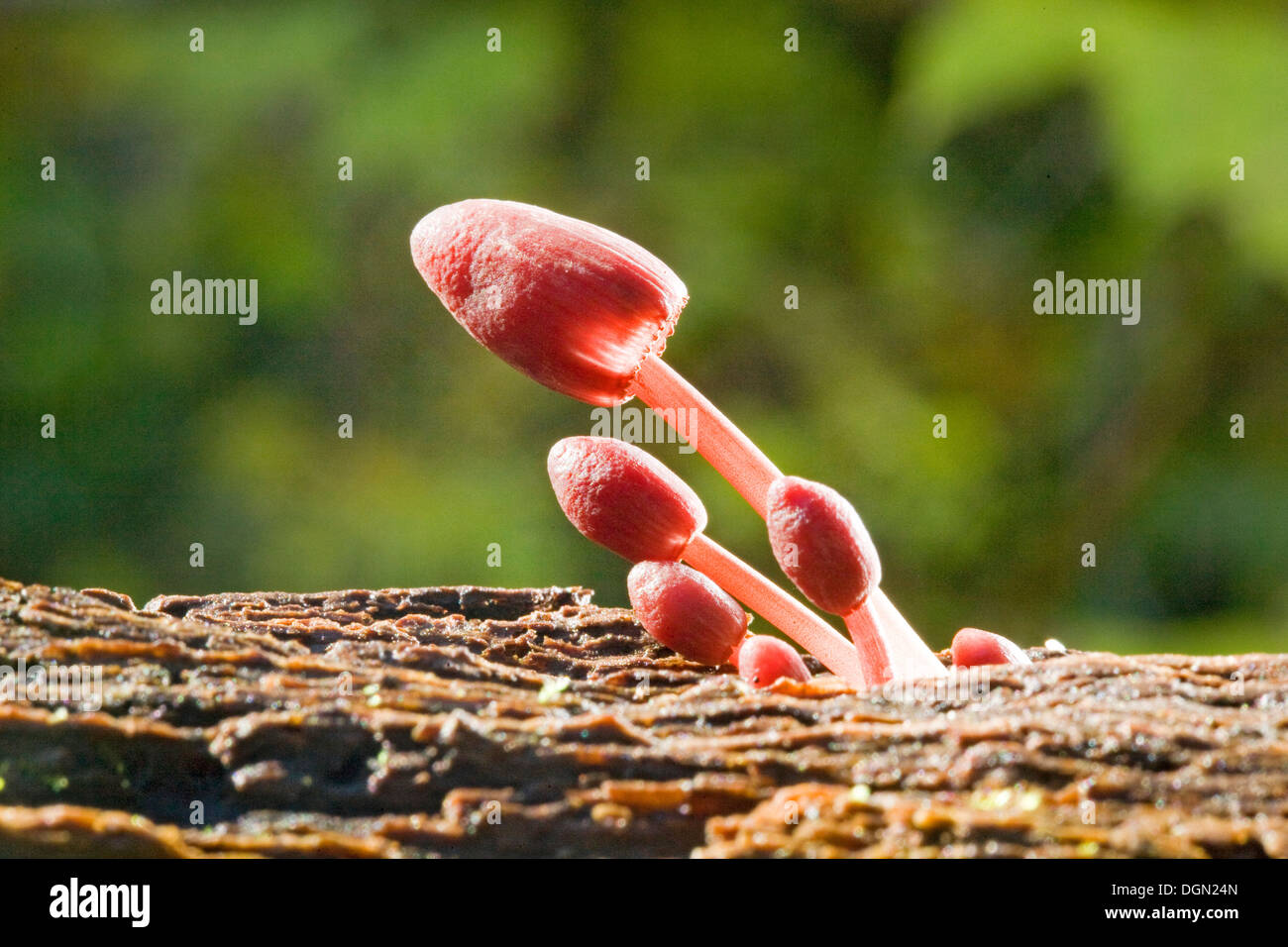 Mycena haematopus, called the bleeding mycena, a tiny wild mushroom ...