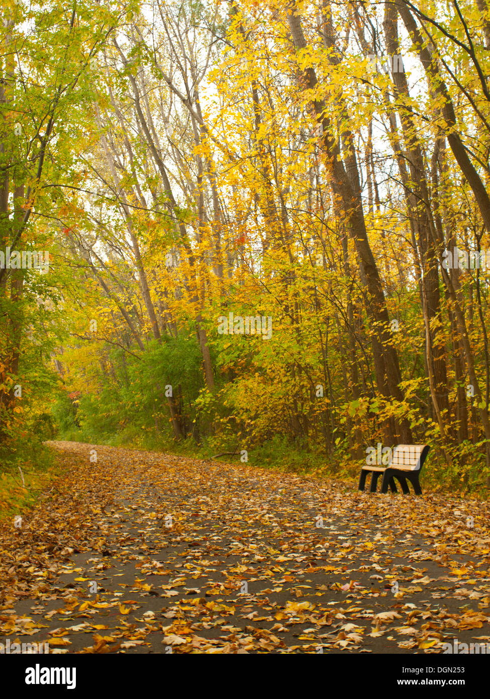 path through autumn woods Stock Photo - Alamy