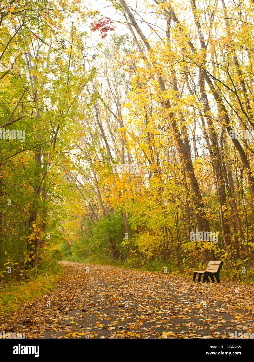 path through autumn woods Stock Photo - Alamy