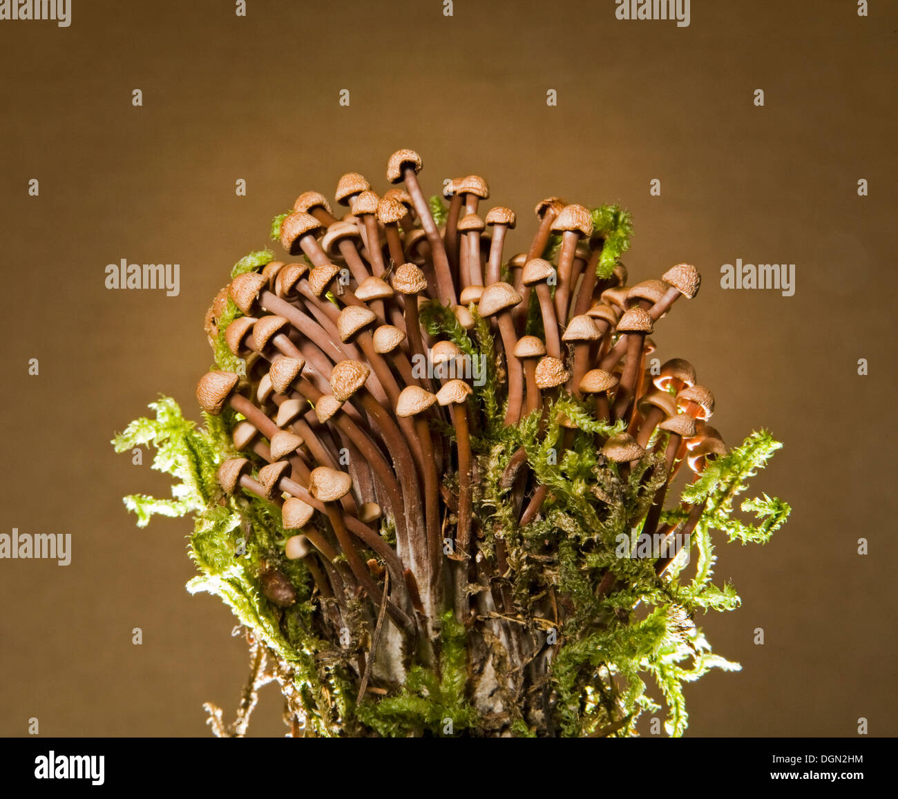 Velvet cap Marasmius, Marasmius plicatulus, wild mushrooms in the ...