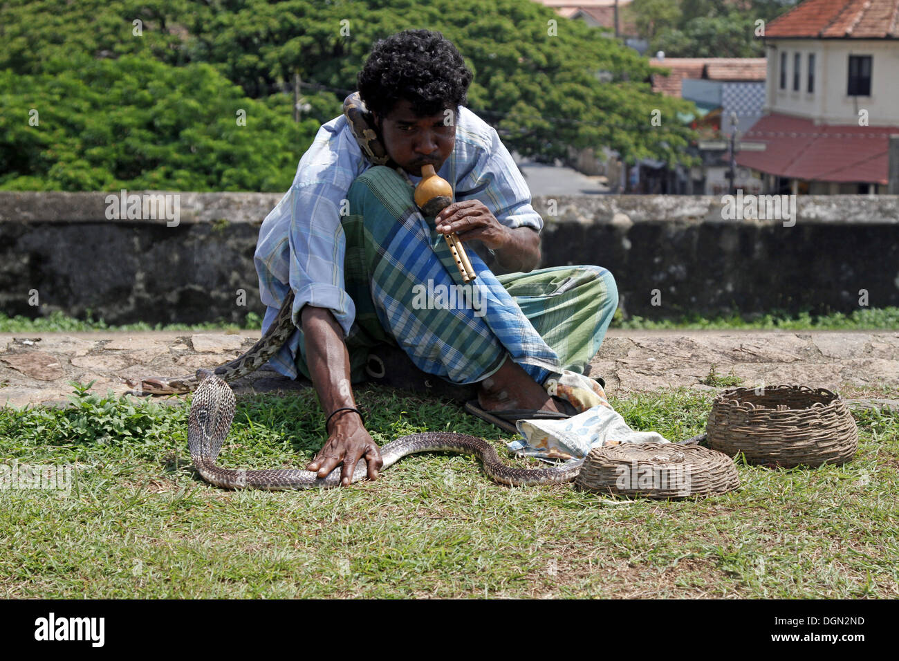 King cobra snake hi-res stock photography and images - Alamy