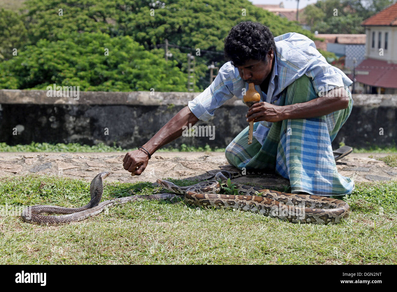 KING COBRA SNAKE CHARMER & PYTHON GALLE SRI LANKA 17 March 2013 Stock ...
