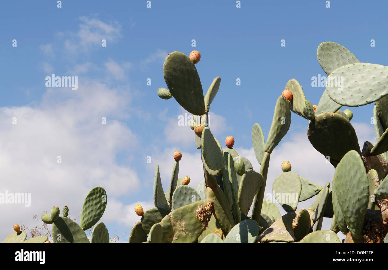 Prickly pears cactus seen in the Spanish island of Mallorca Stock Photo ...