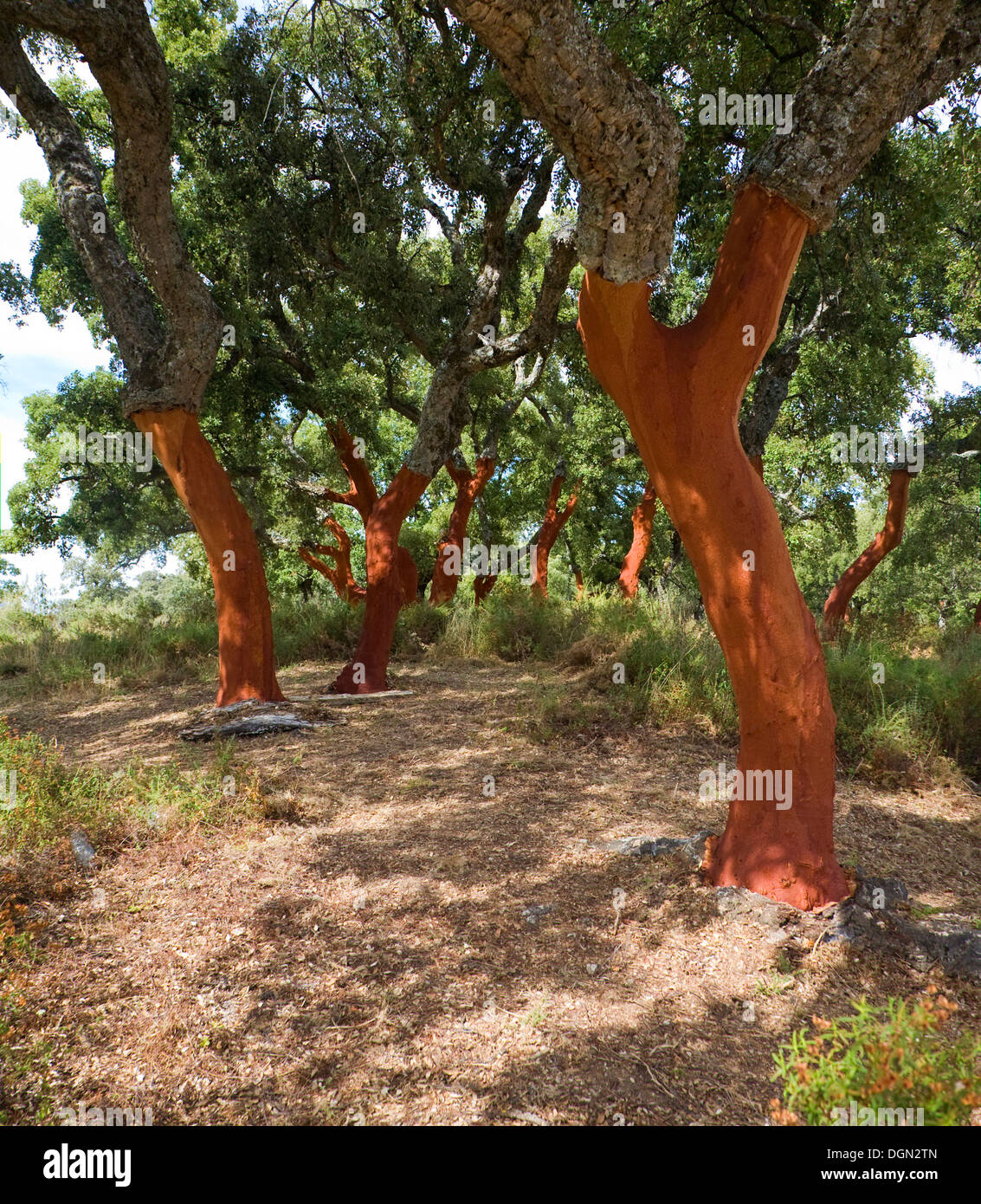 Red tree trunks freshly harvested bark Quercus suber, Cork oak, Sierra ...