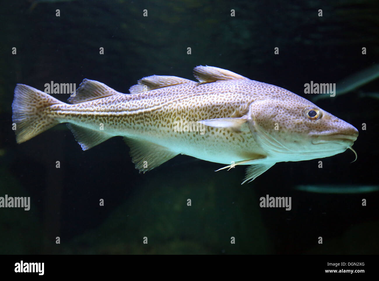 Cod swimming europe hi-res stock photography and images - Alamy